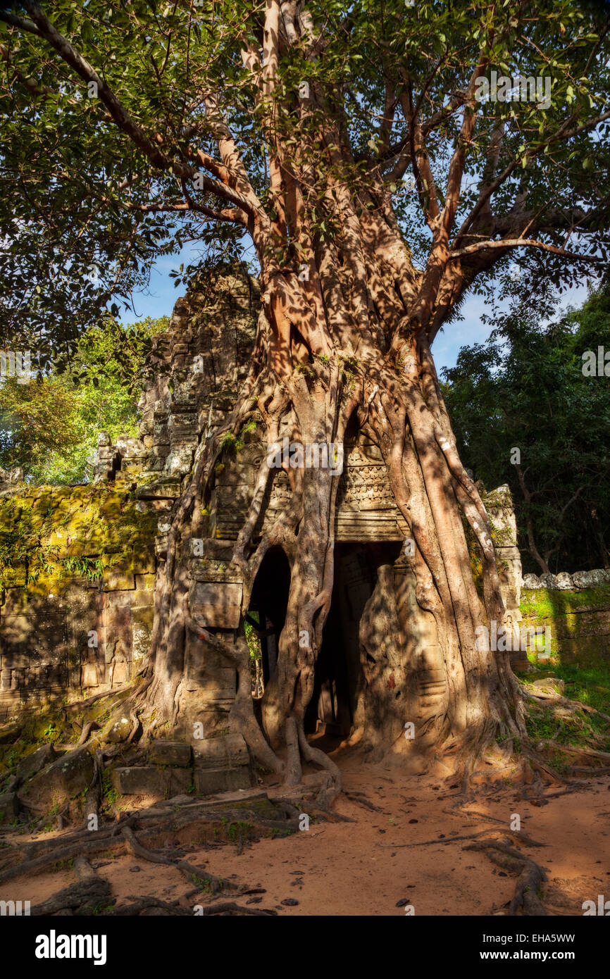 Tree growing out of the gate at Ta Som temple at Angkor, Cambodia Stock ...