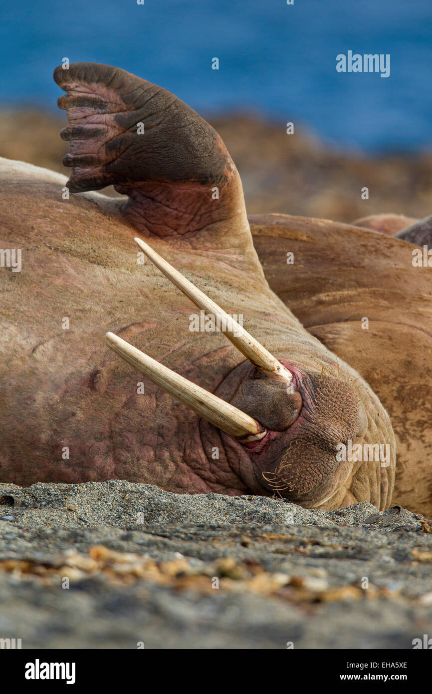Wildlife sleep rest resting hi-res stock photography and images - Alamy