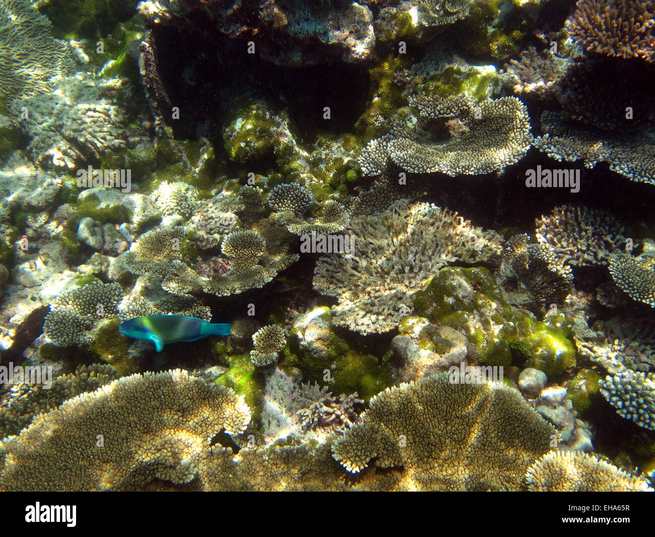 Blue sapphire damselfish hi-res stock photography and images - Alamy