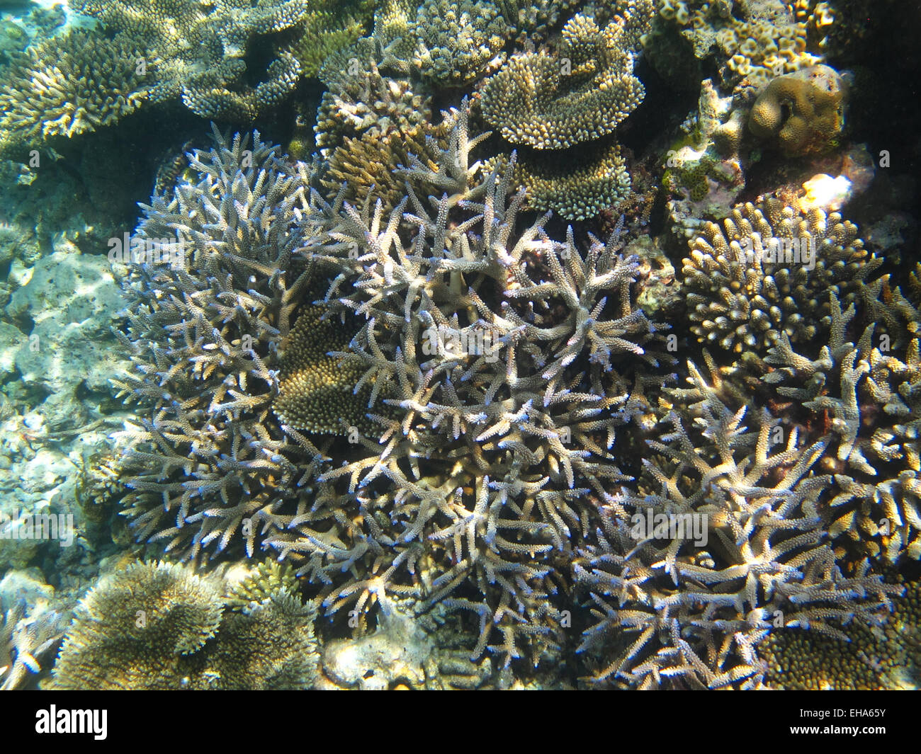 Branch coral on a coral reef in the Maldives Stock Photo - Alamy