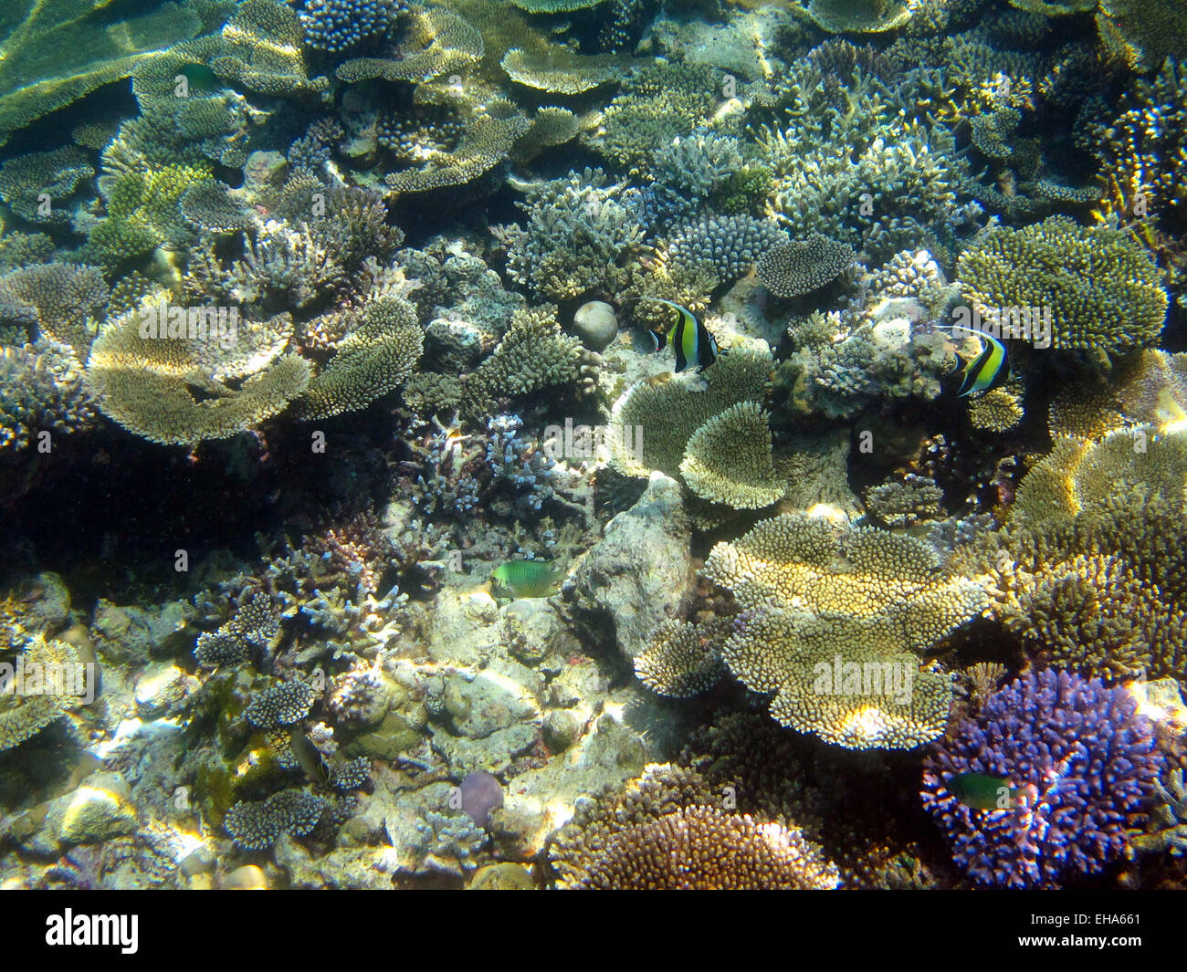 A pair of Moorish Idol fish on a tropical coral reef in the Maldives ...