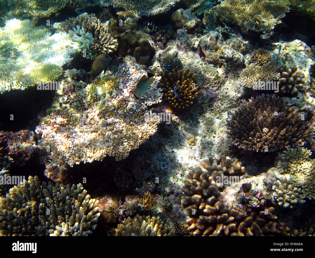 Leaf coral and other species on a coral reef in the Maldives Stock ...