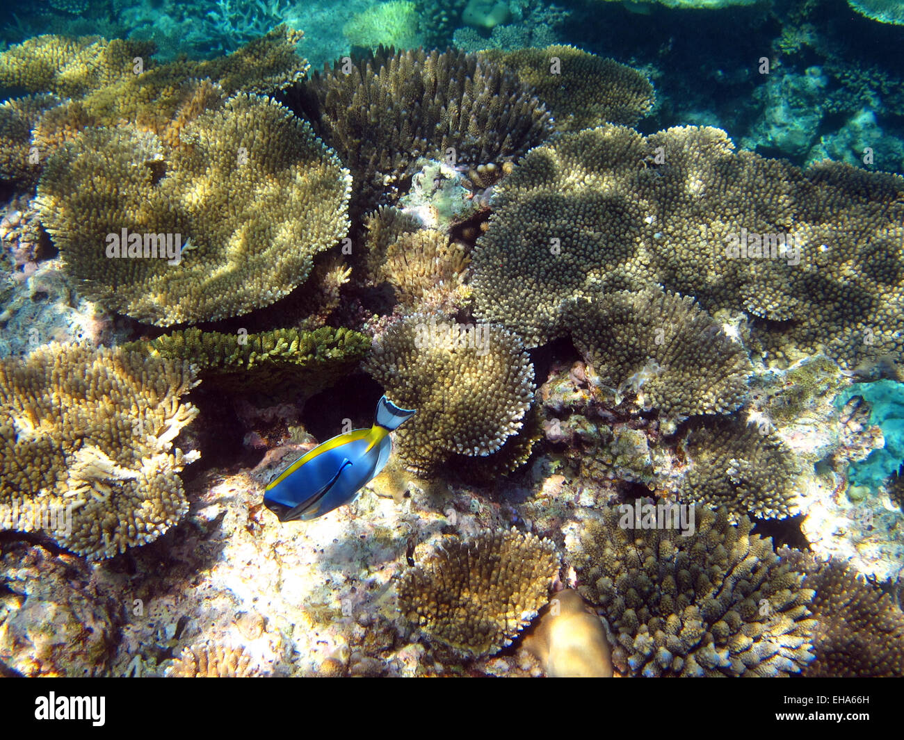 Powder-blue Surgeonfish on a coral reef in the Maldives Stock Photo - Alamy
