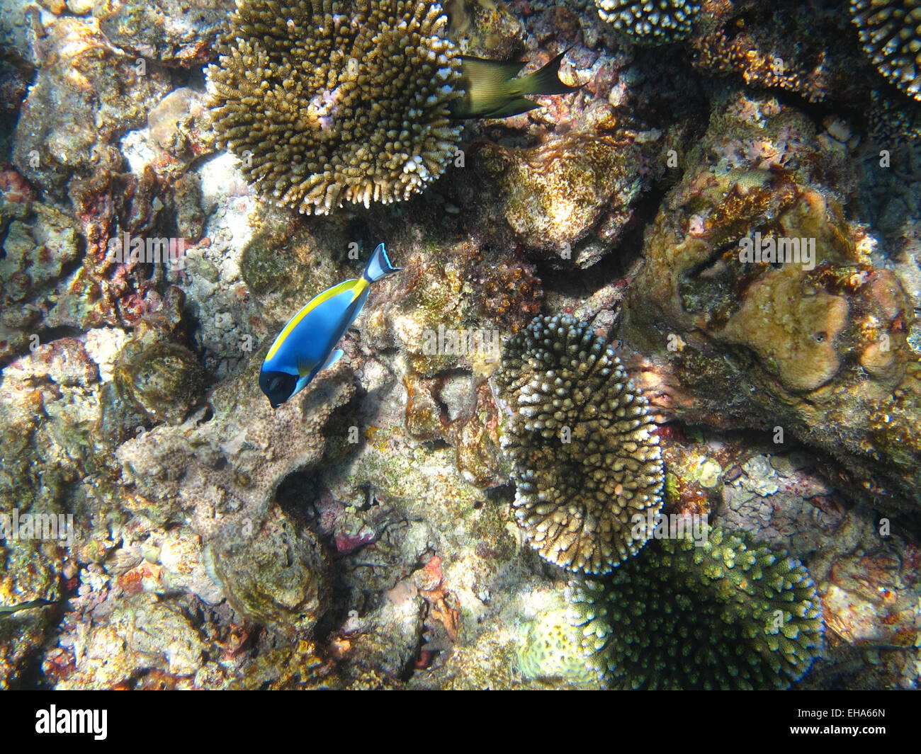 Powder-blue Surgeonfish on a coral reef in the Maldives Stock Photo - Alamy