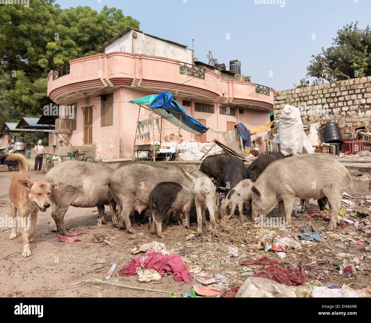 Indian disposal dump in the street Stock Photo - Alamy