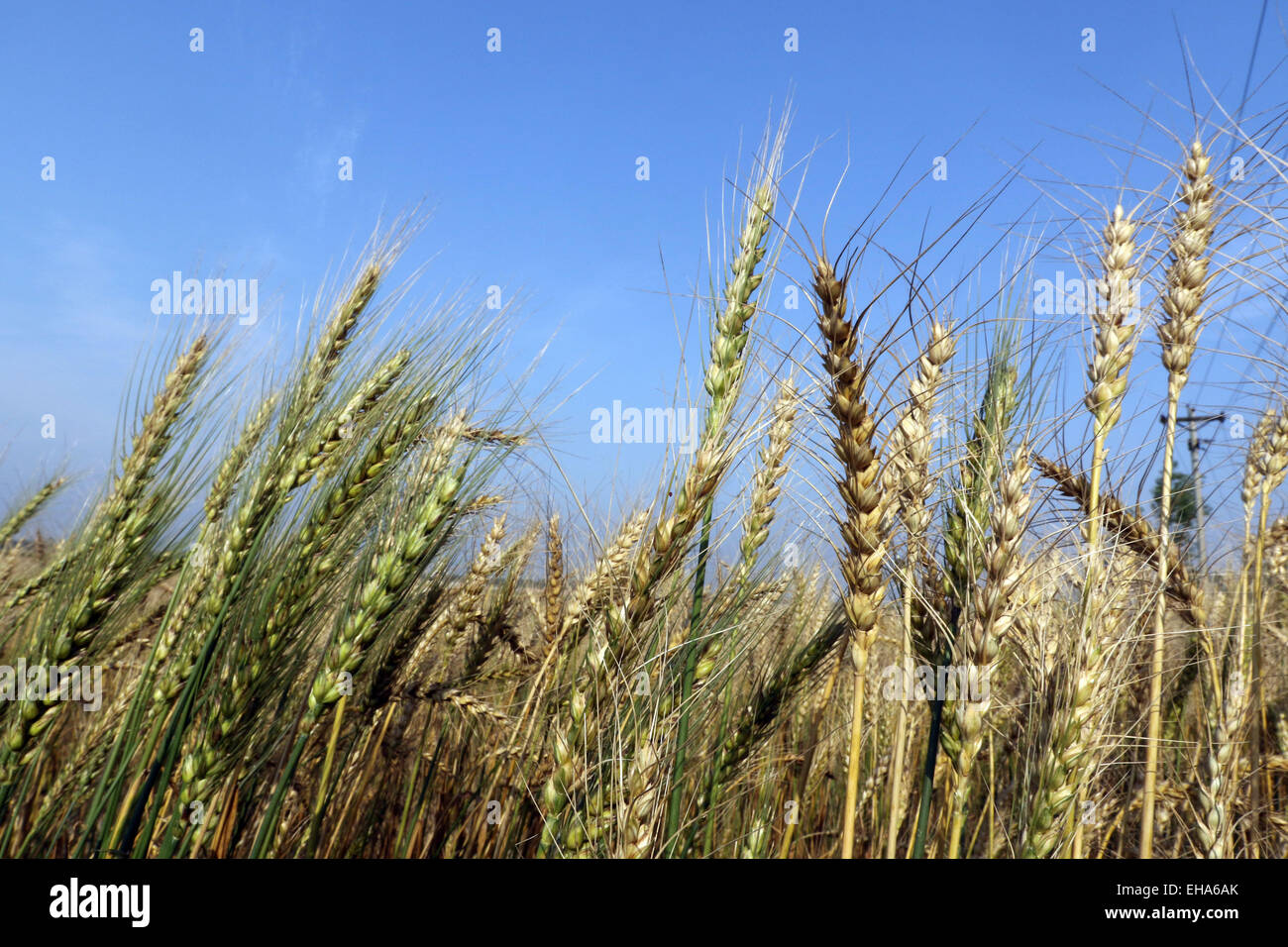 Wheat Fields Bangladesh, Wheat, Fields, Wheat Fields Stock Photo - Alamy