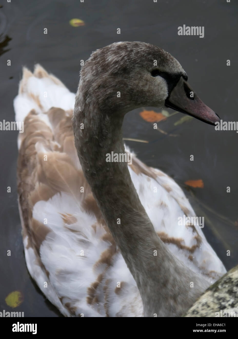 A Juvenile Swan Stock Photo - Alamy