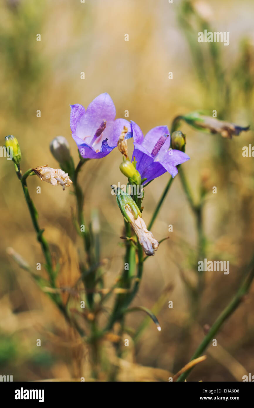 Wild spring violets flowers Stock Photo - Alamy