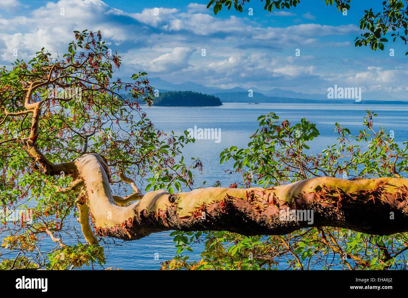 Pacific madrone tree , Arbutus menziesii, and ocean scene Stock Photo ...