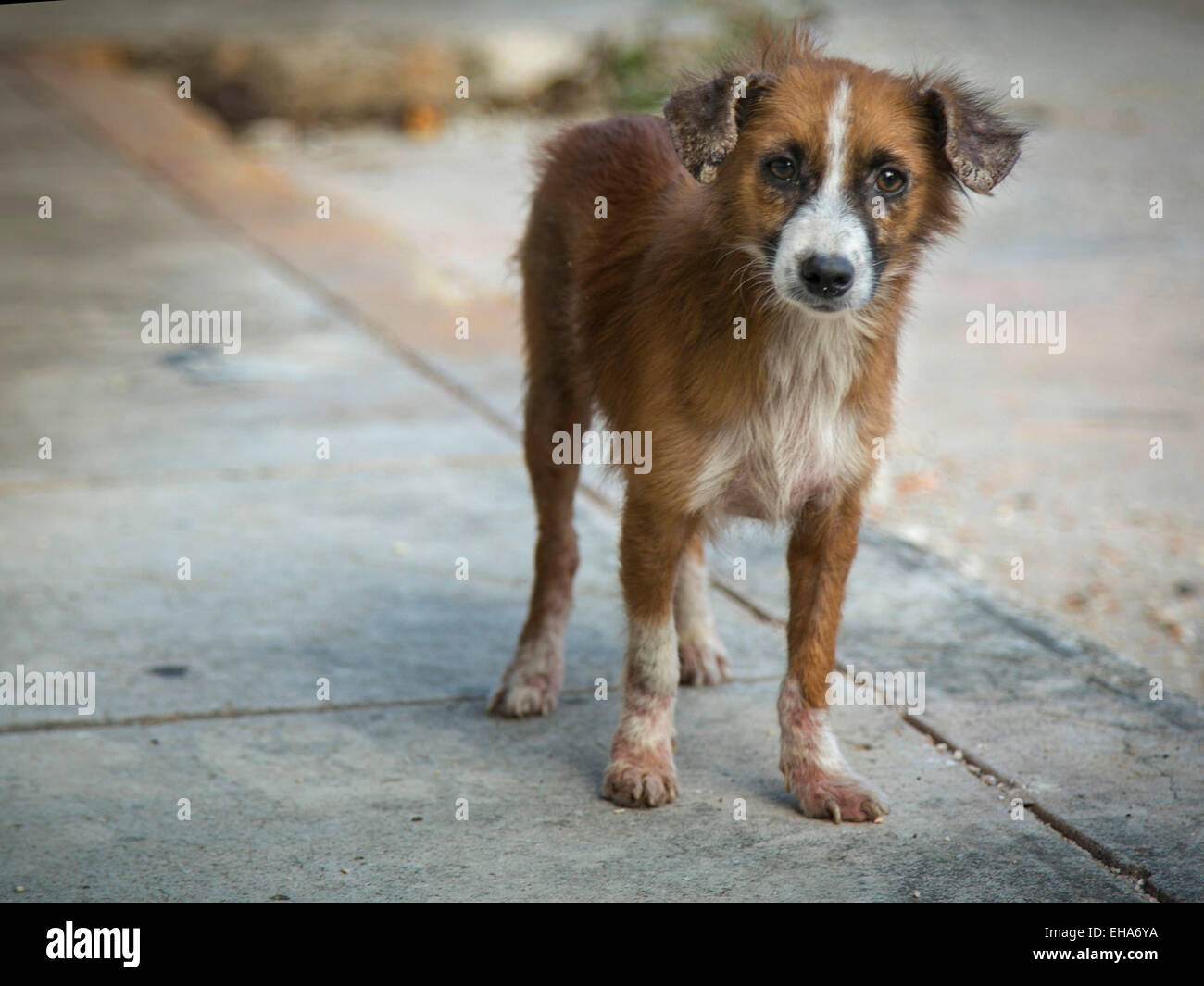 Homeless stray dog hi-res stock photography and images - Alamy