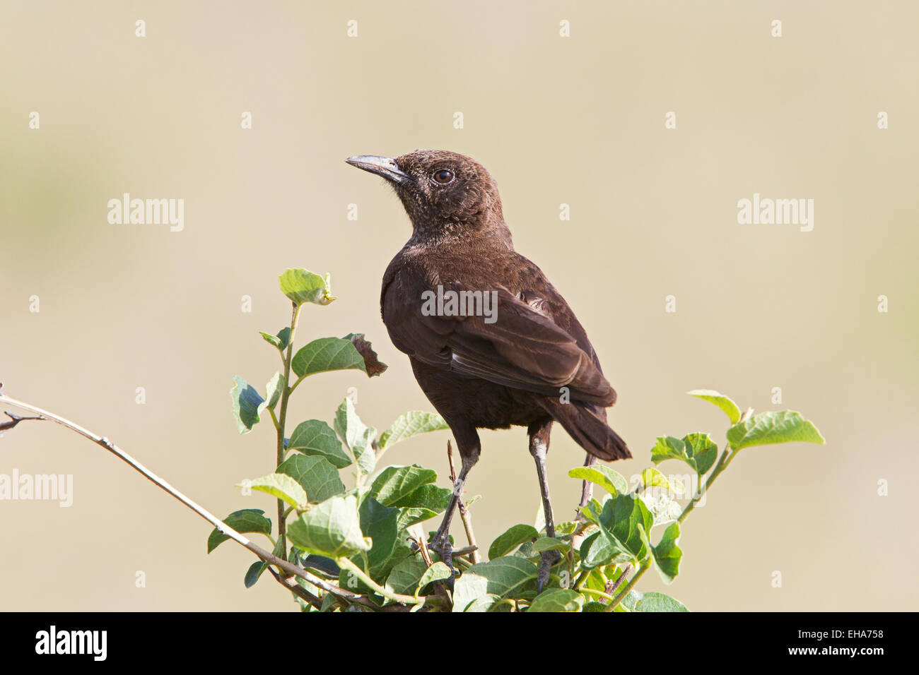 Northern Anteater Chat (Myrmecocichla aethiops) adult standing on ...