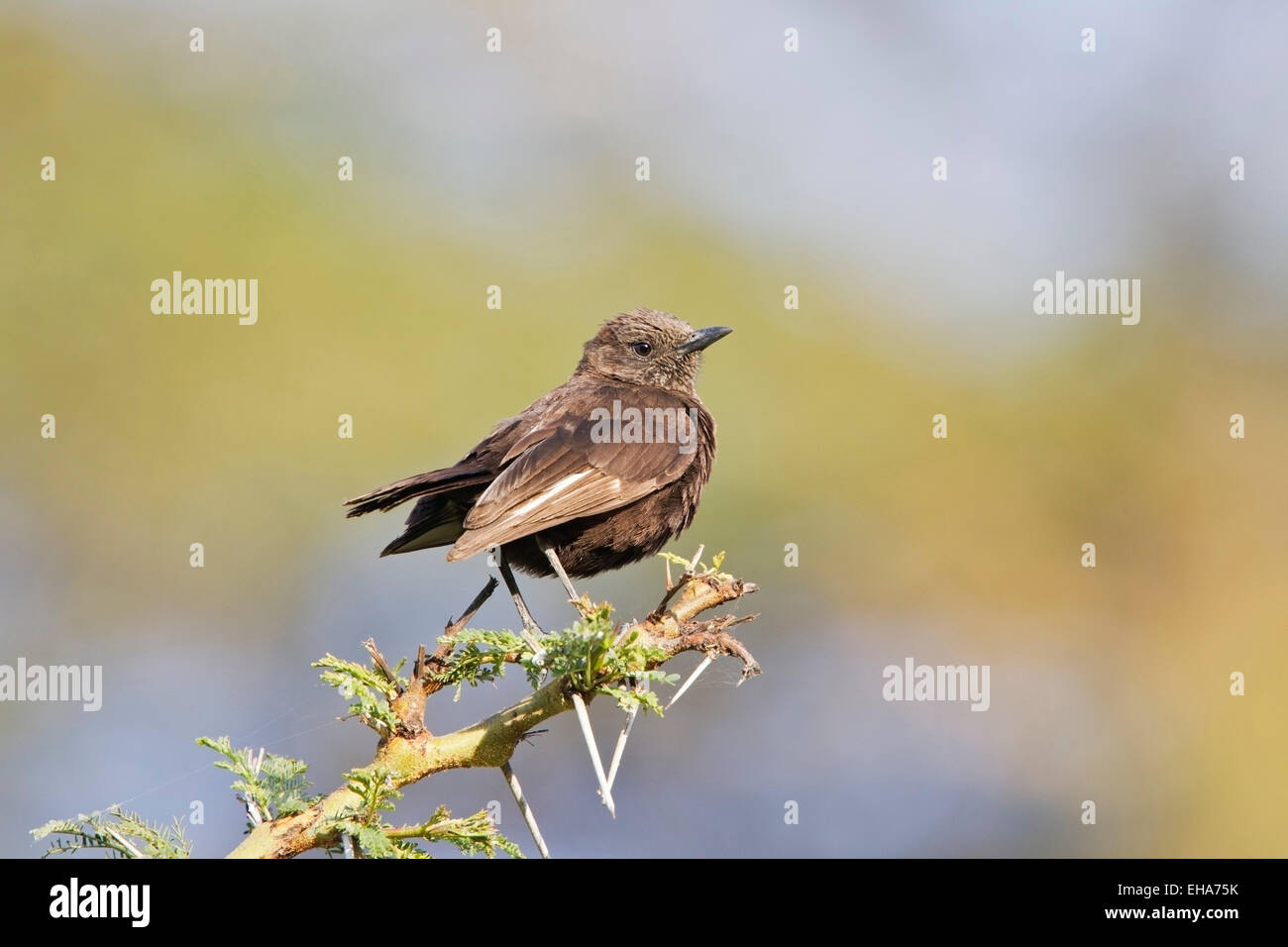 Northern Anteater Chat (Myrmecocichla aethiops) adult standing on ...