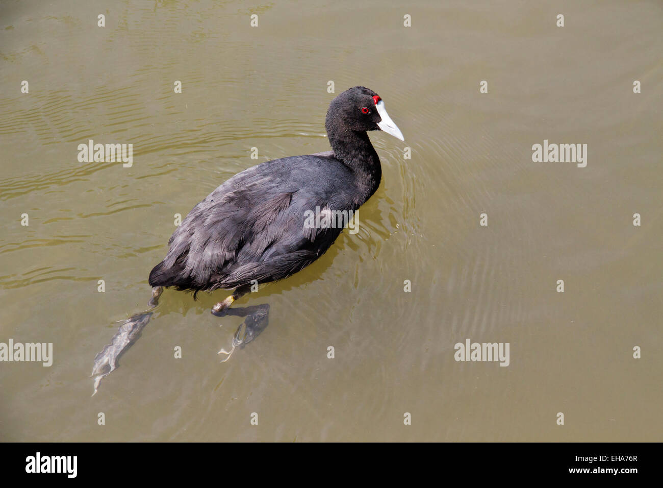 Crested Coot or Red-knobbed Coot (Fulica cristata) single adult ...