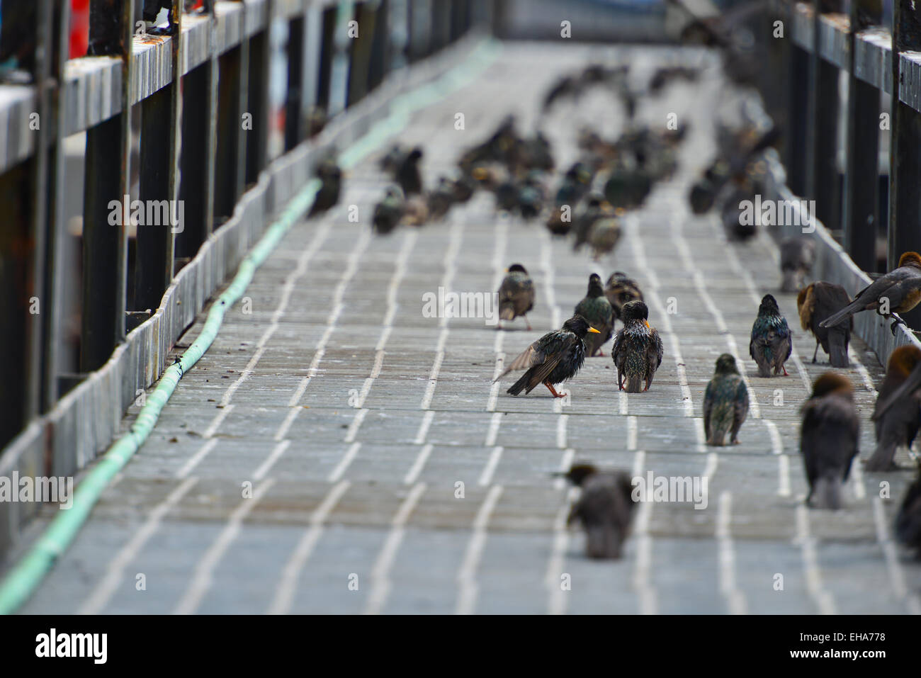 Birds on bridge hi-res stock photography and images - Alamy
