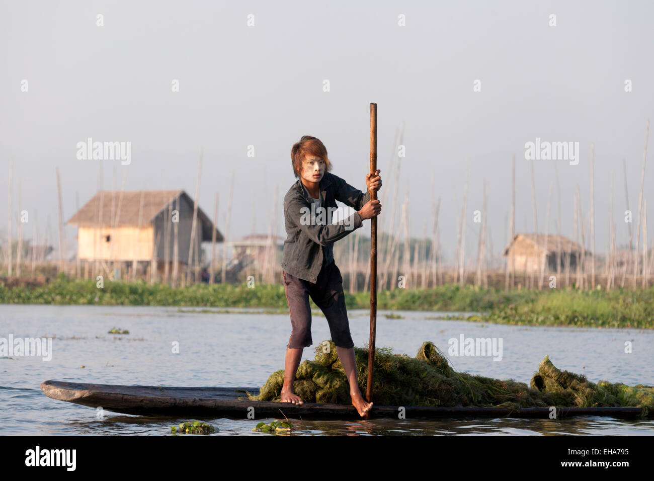 A burmese teenager dredging water weed to help build more floating ...