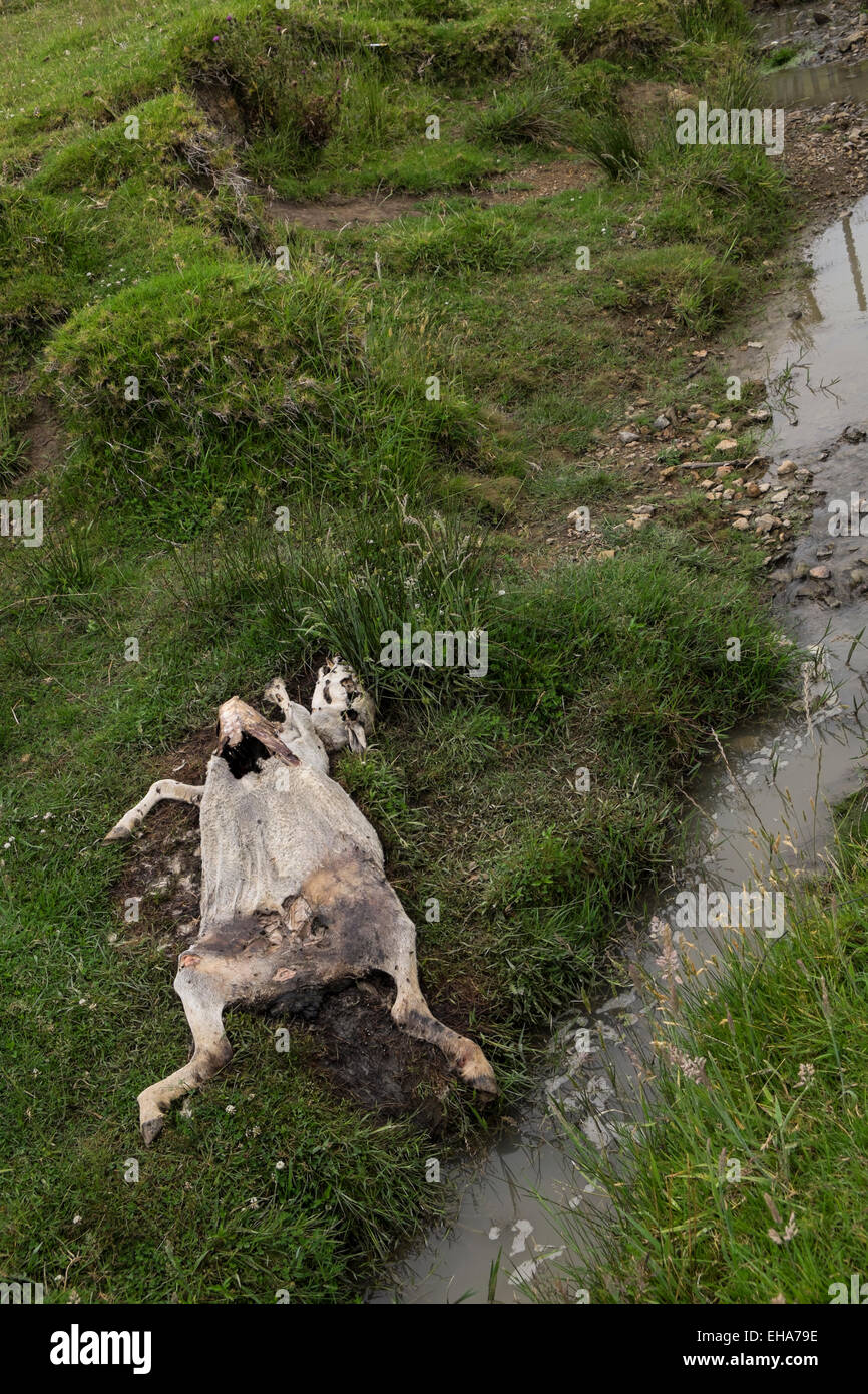 Body of dead sheep hi-res stock photography and images - Alamy
