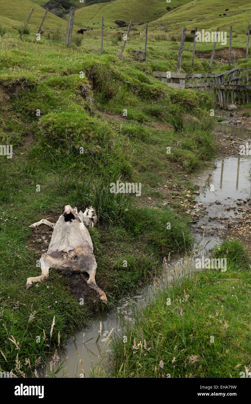 Dead farm animals field hi-res stock photography and images - Alamy