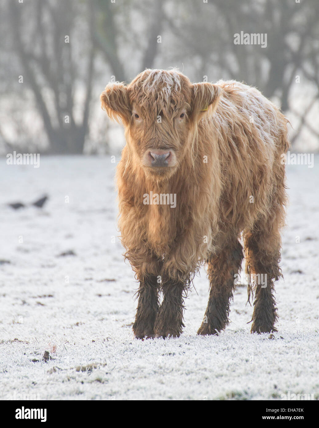 brown highland cow in a field in the frost Stock Photo - Alamy