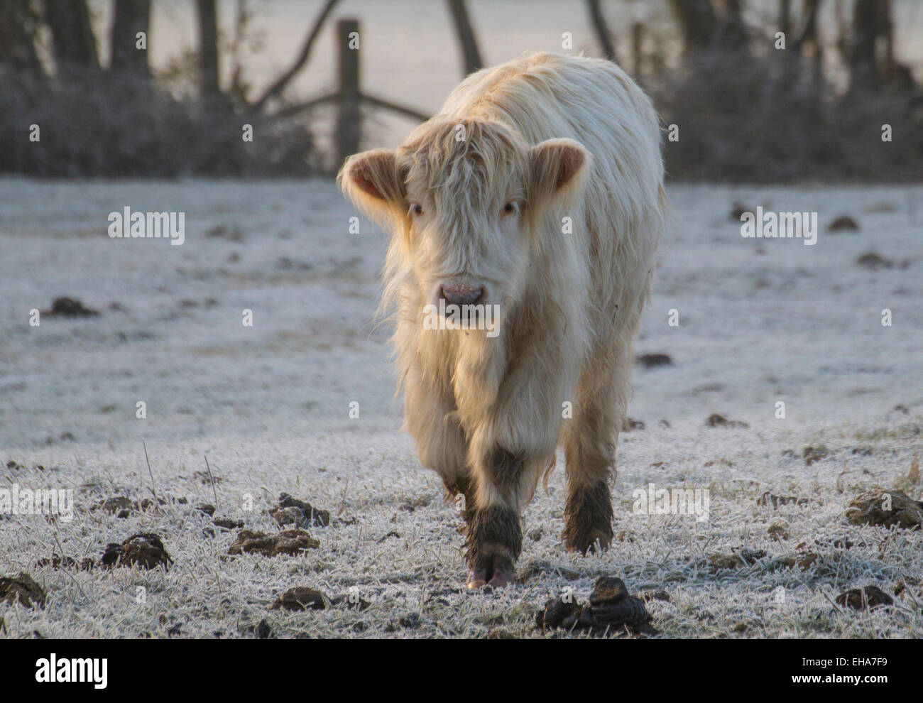 young fluffy highland cow walking on frosty ground Stock Photo - Alamy