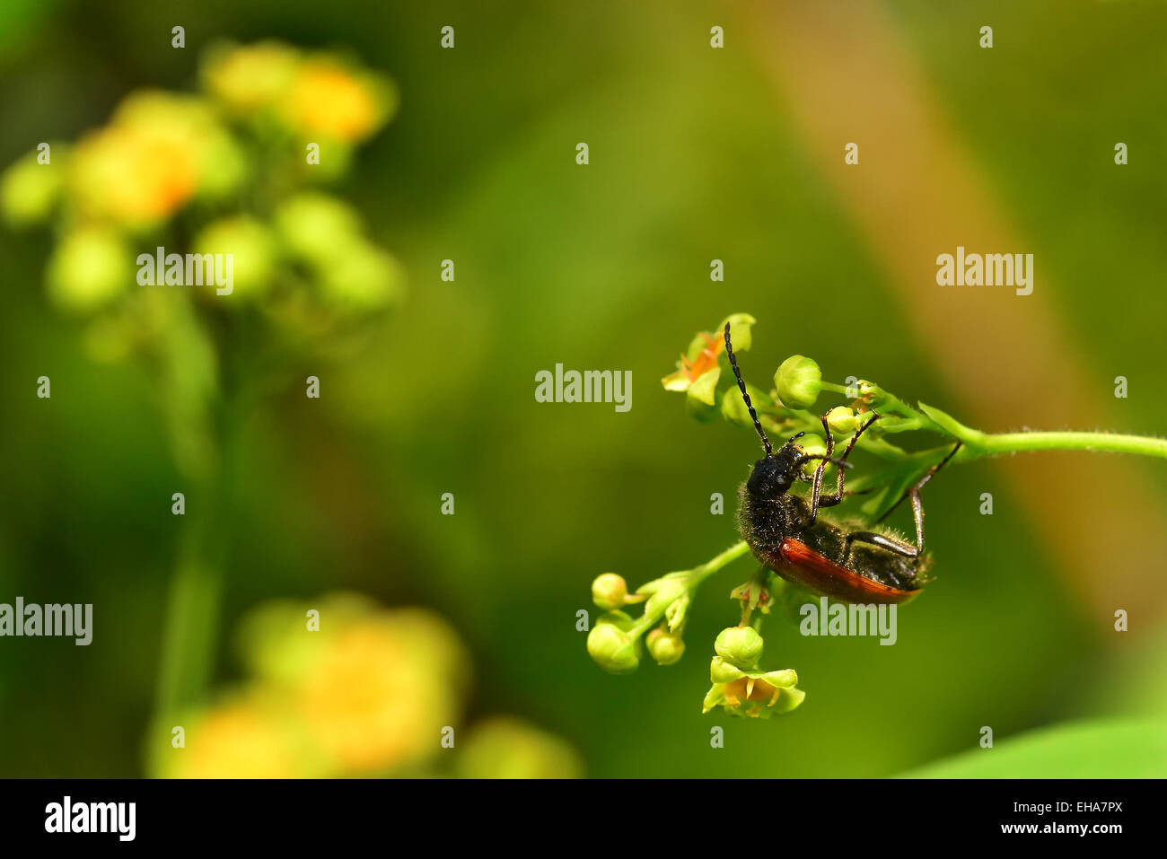 Red beetle, bug Stock Photo - Alamy