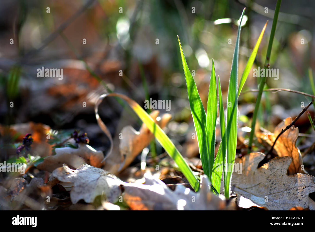 Green grass in a spring day in natural light Stock Photo - Alamy