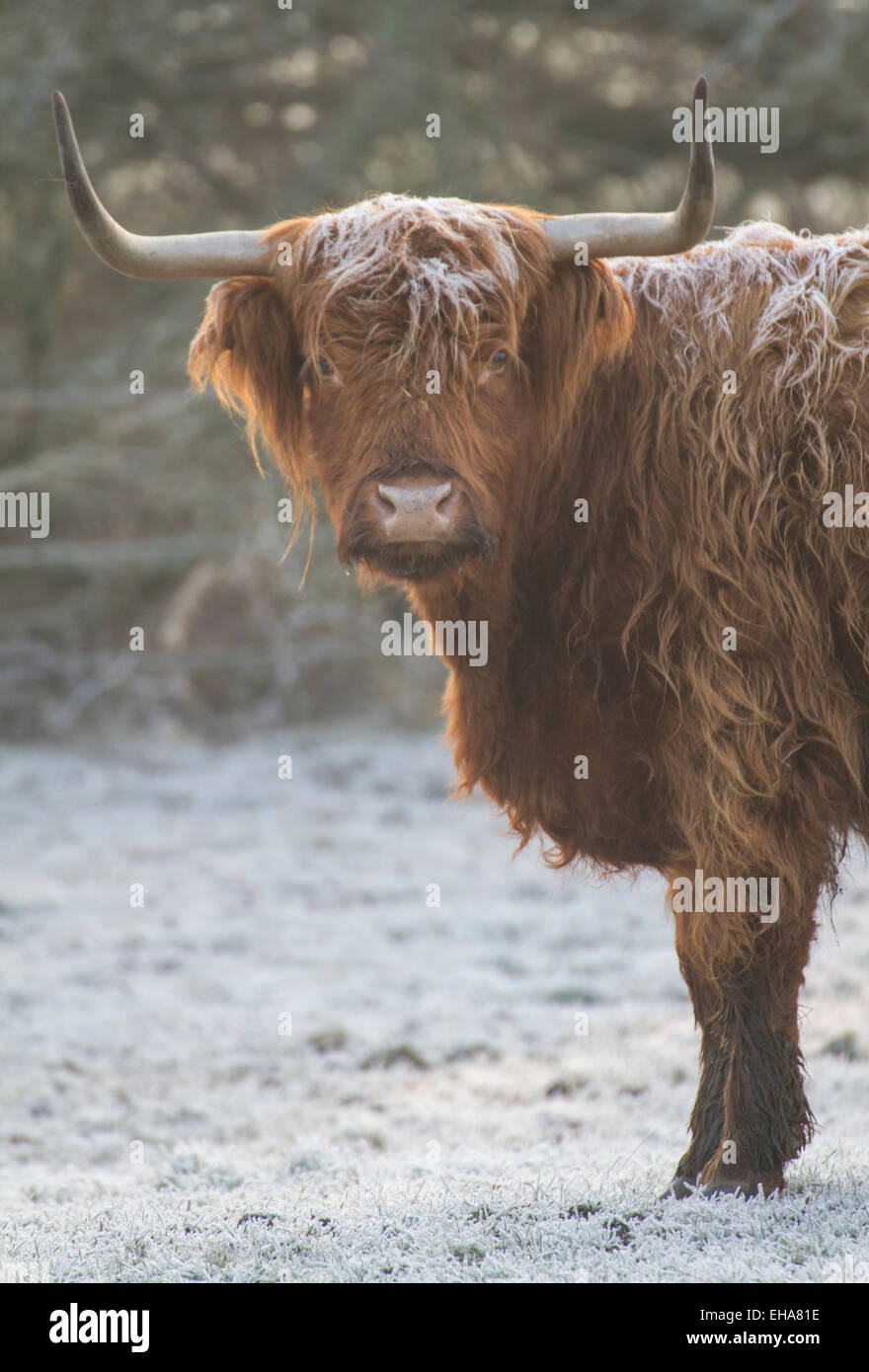 horned highland cow with thick coat for a frosty morning Stock Photo ...