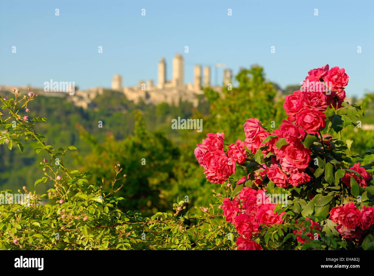 Red roses in bloom with the medieval town of San Gimignano in the ...