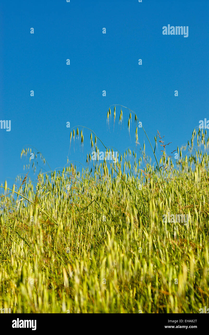 Wild oat field against blue sky Stock Photo - Alamy