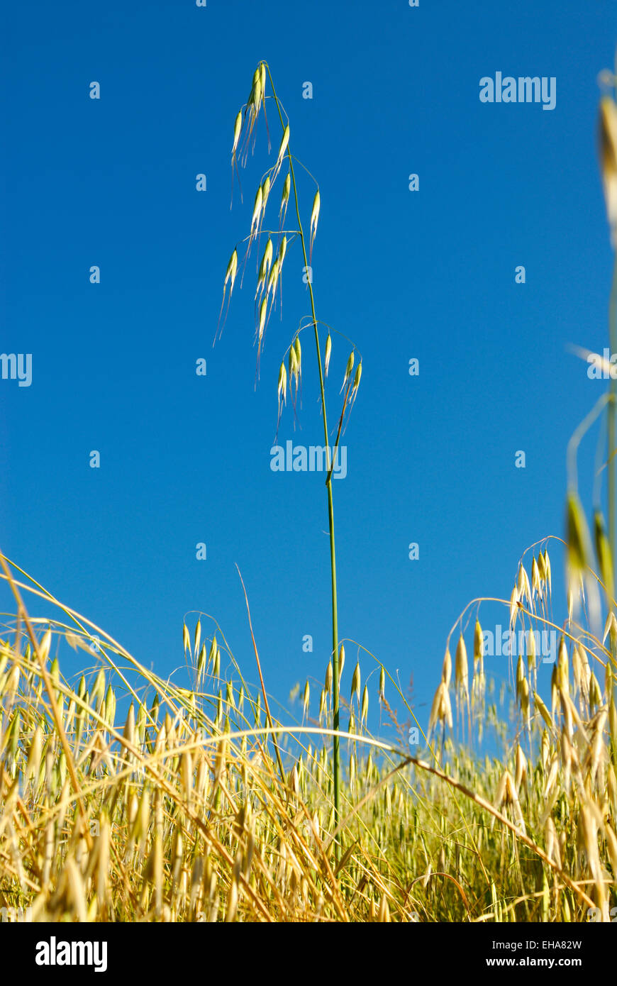 Oatfield hi-res stock photography and images - Alamy