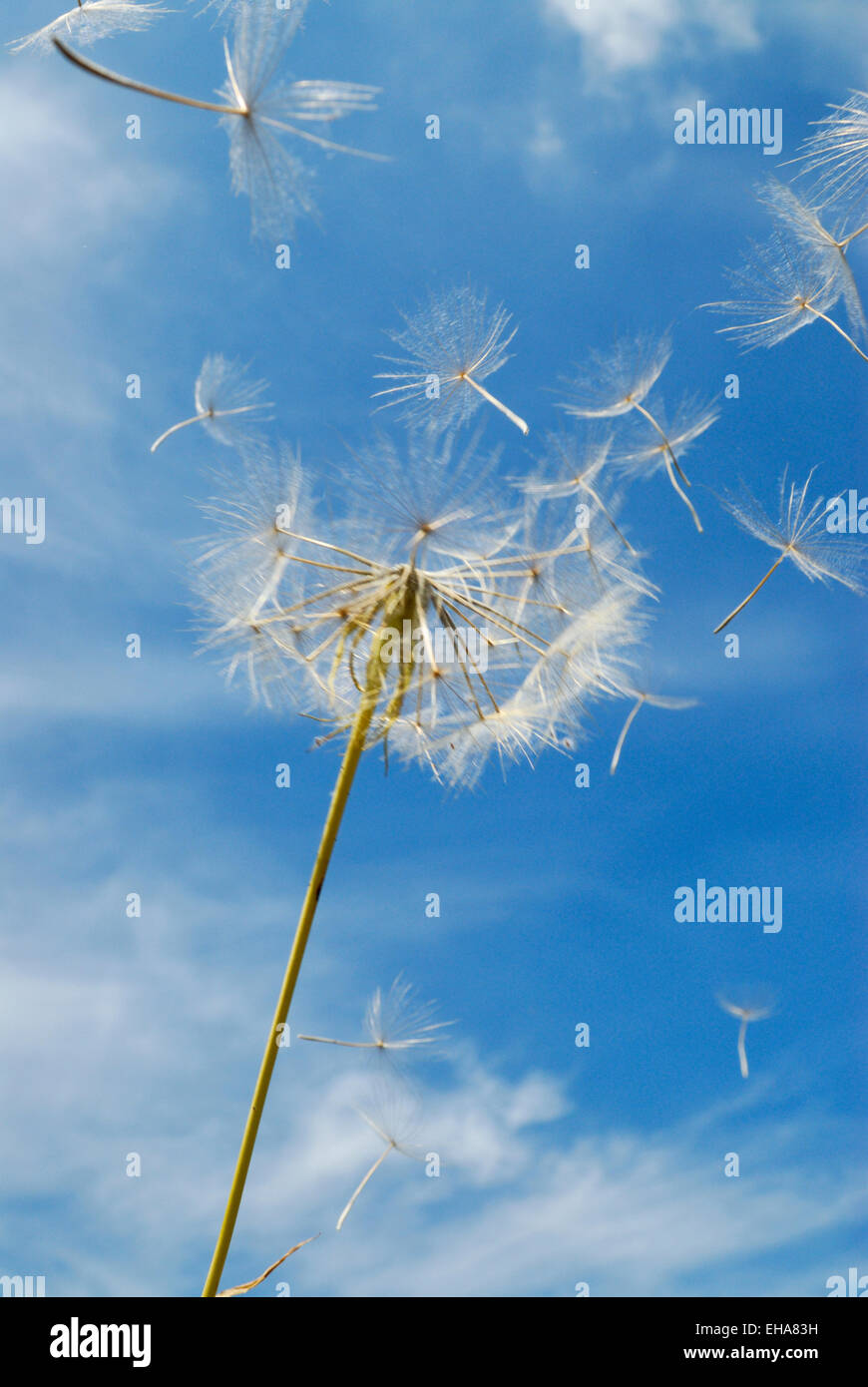 Float spore hi-res stock photography and images - Alamy