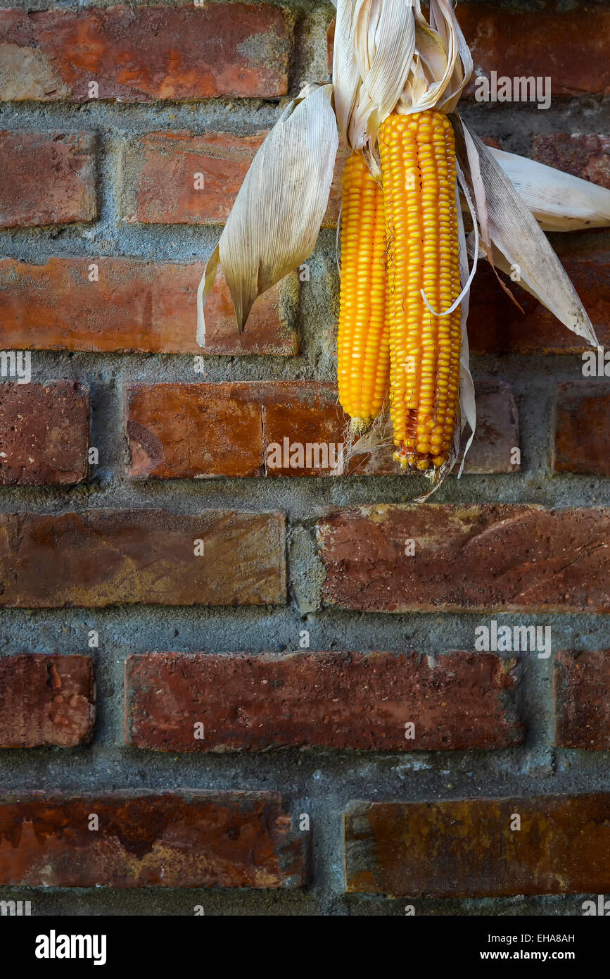 Corn hanging smooth brick wall and left to dry Stock Photo - Alamy