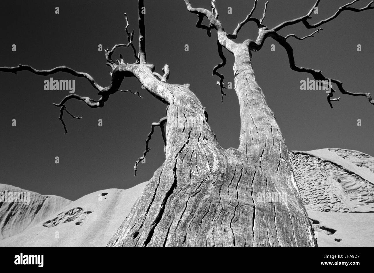 Dead tree in front of Uluru (Ayer's Rock), Northern Territory ...