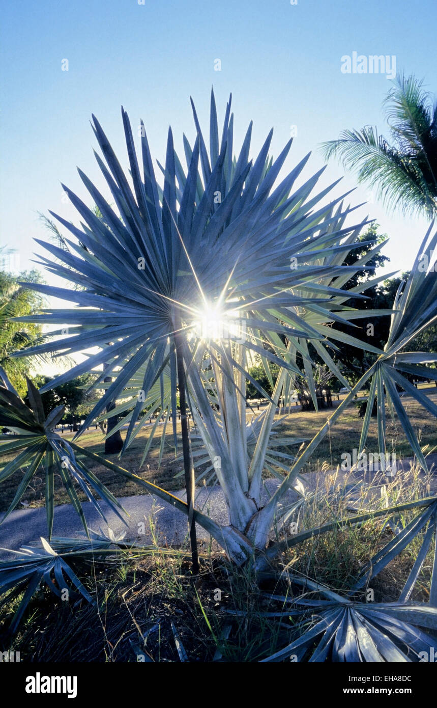 Giant plant, Australia Stock Photo - Alamy