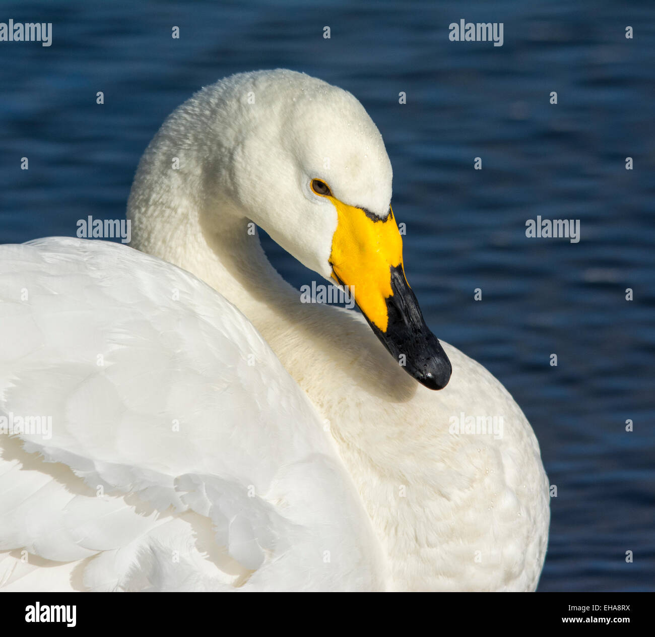 Whooper Swan Portrait Stock Photo - Alamy