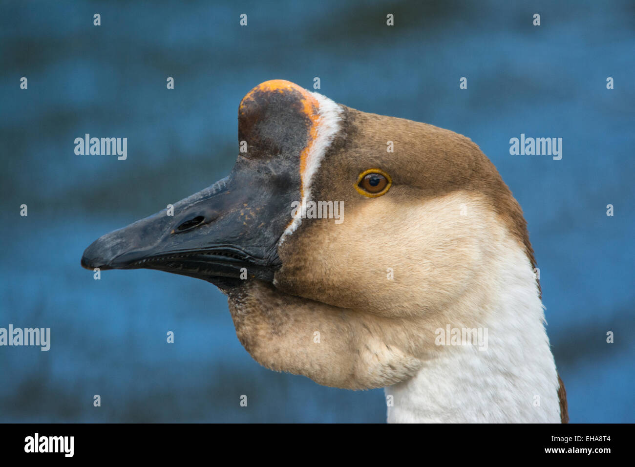 Chinese Goose Portrait Stock Photo - Alamy