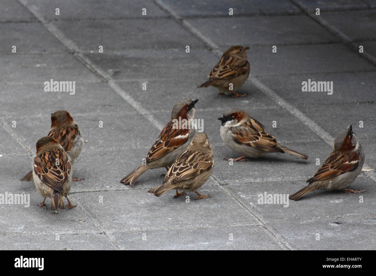 group of sparrows in the city Stock Photo - Alamy