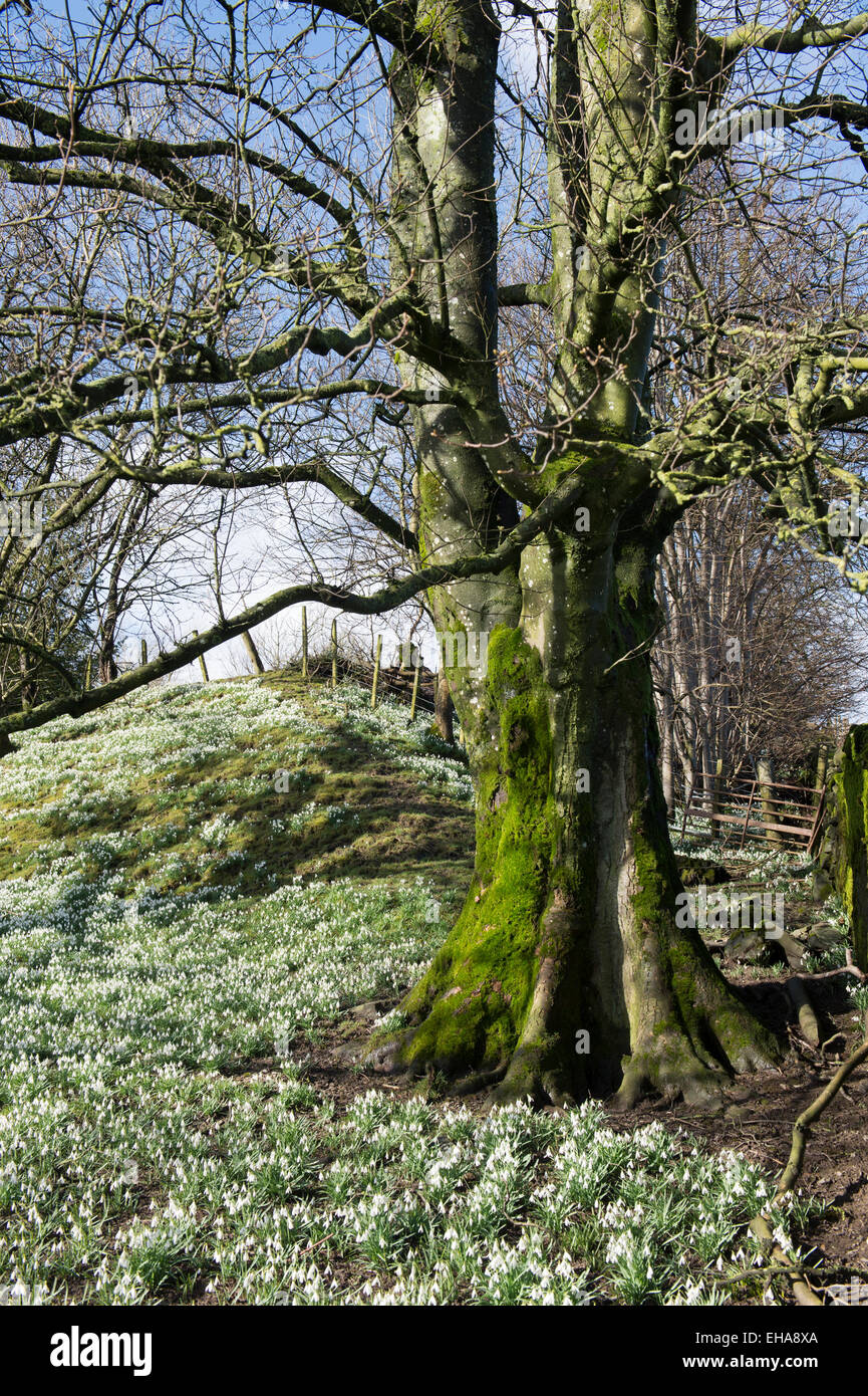 Snowdrops and beech trees in the winter. Scottish Borders. Scotland ...