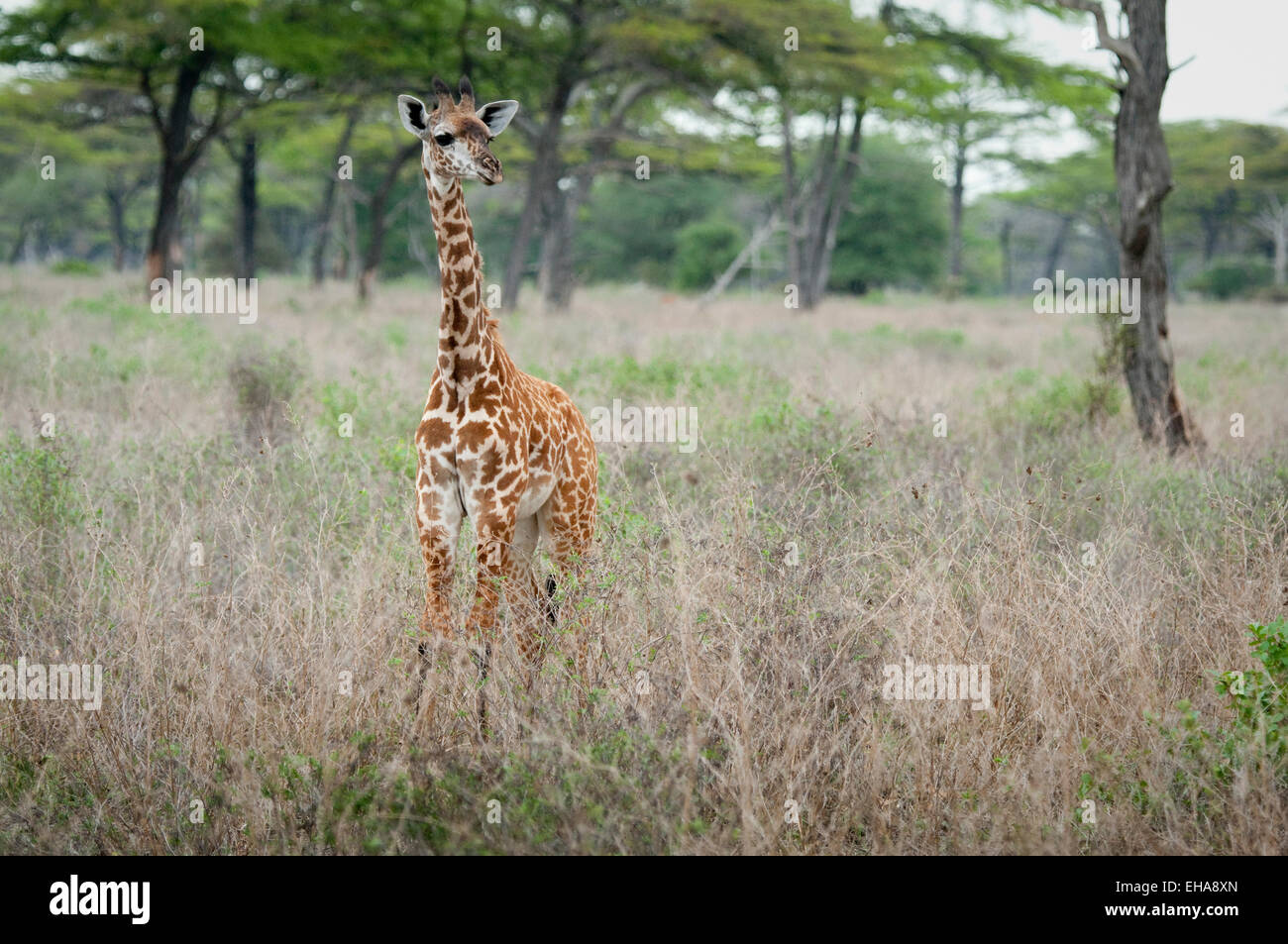 Young Masai giraffe standing in plains Stock Photo - Alamy