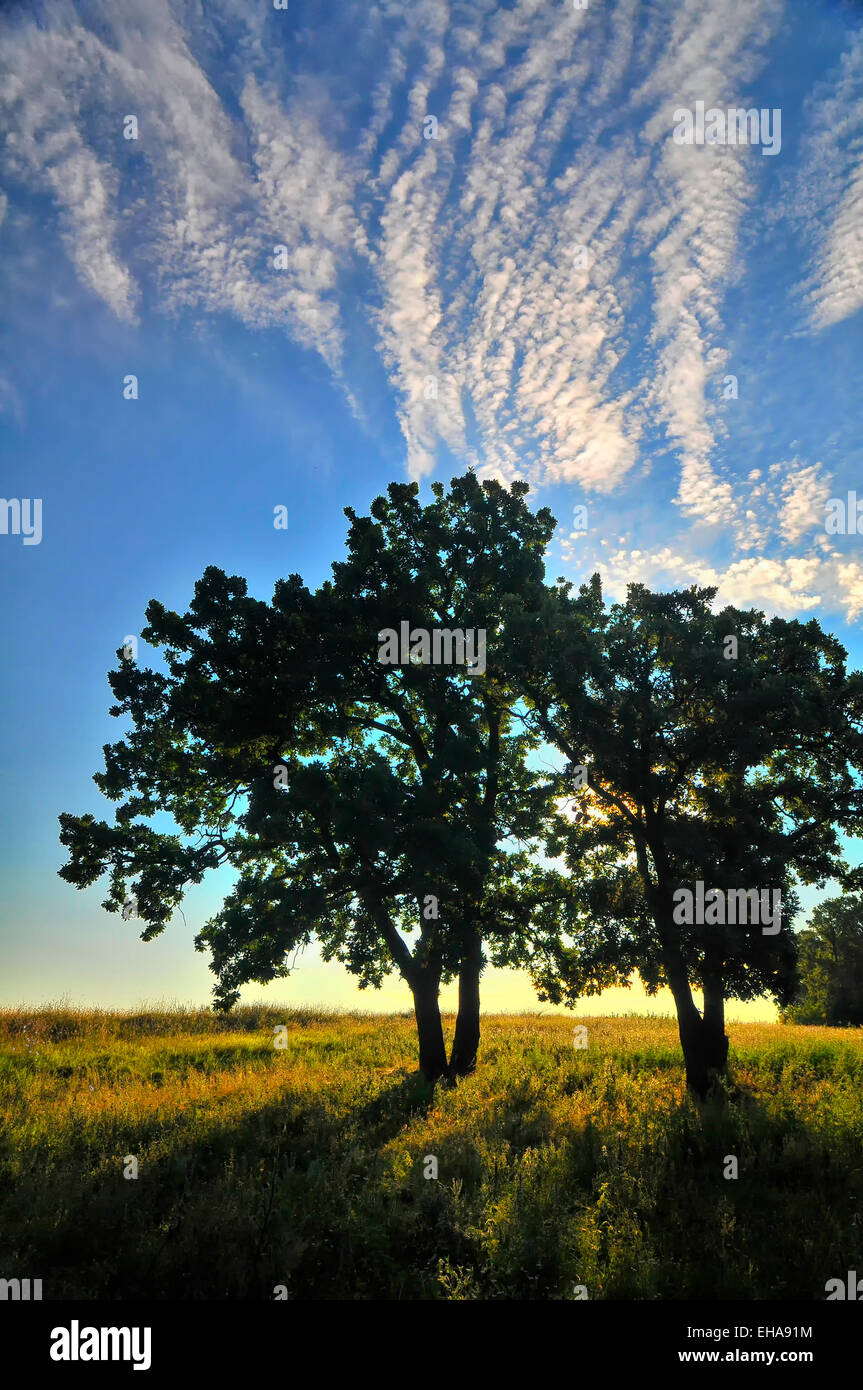 Landscape with sun through the trees Stock Photo - Alamy
