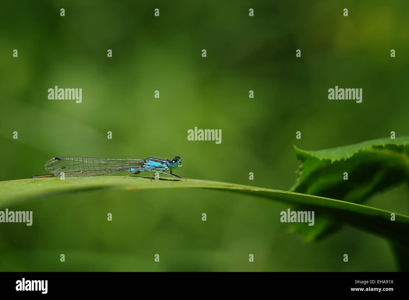 Closeup emperor dragonfly blue hi-res stock photography and images - Alamy