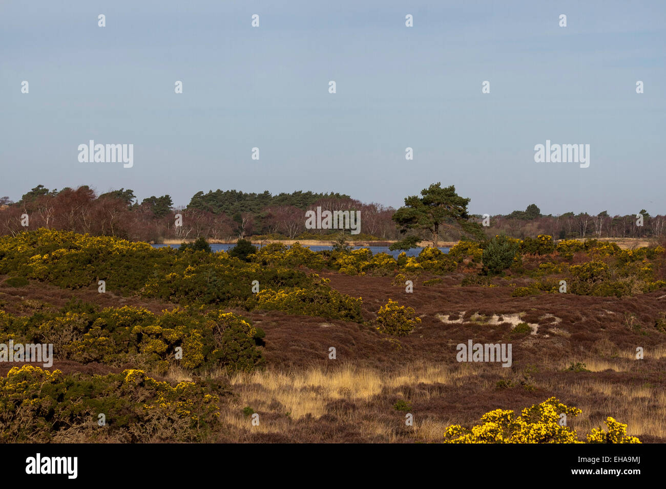 Studland Peninsula Dorset UK Stock Photo - Alamy