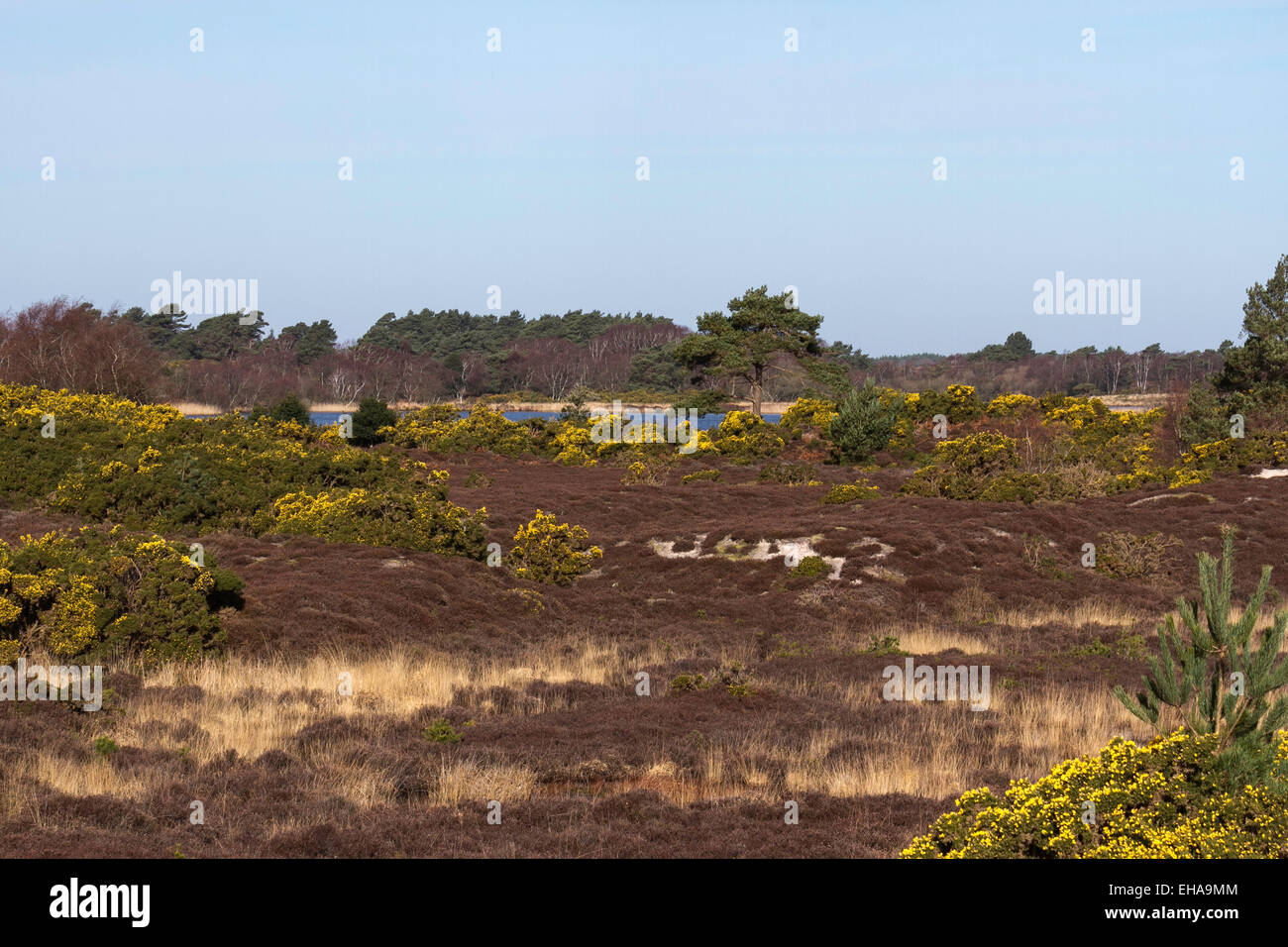 Studland Peninsula Dorset UK Stock Photo - Alamy