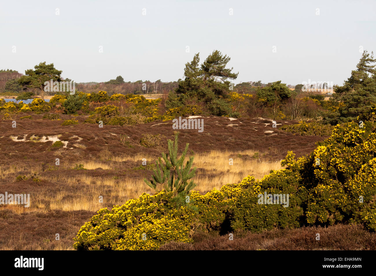 Studland Peninsula Dorset UK Stock Photo - Alamy