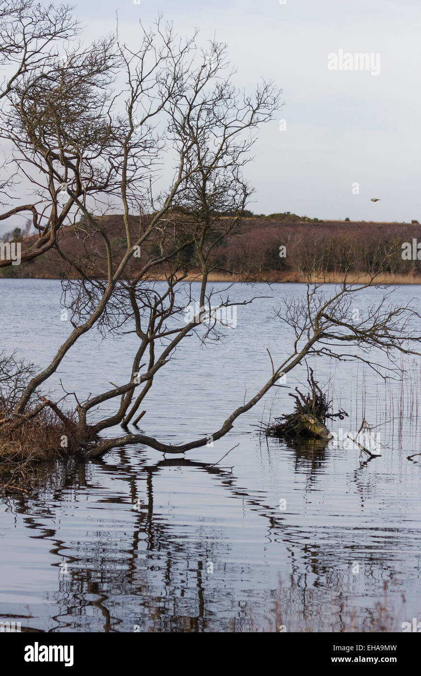 Studland Peninsula Dorset UK Stock Photo - Alamy