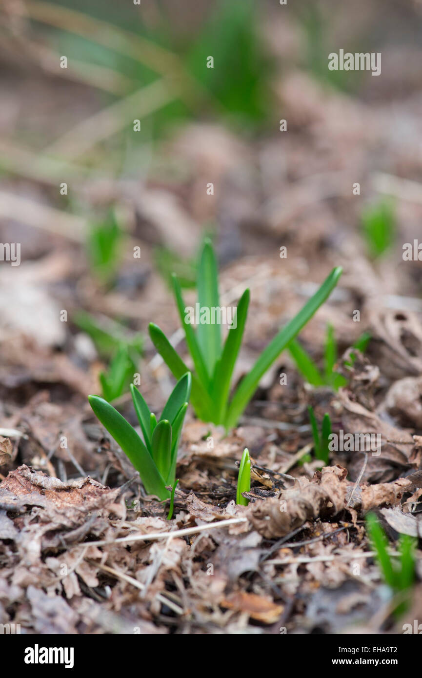 Woodland life cycle hi-res stock photography and images - Alamy
