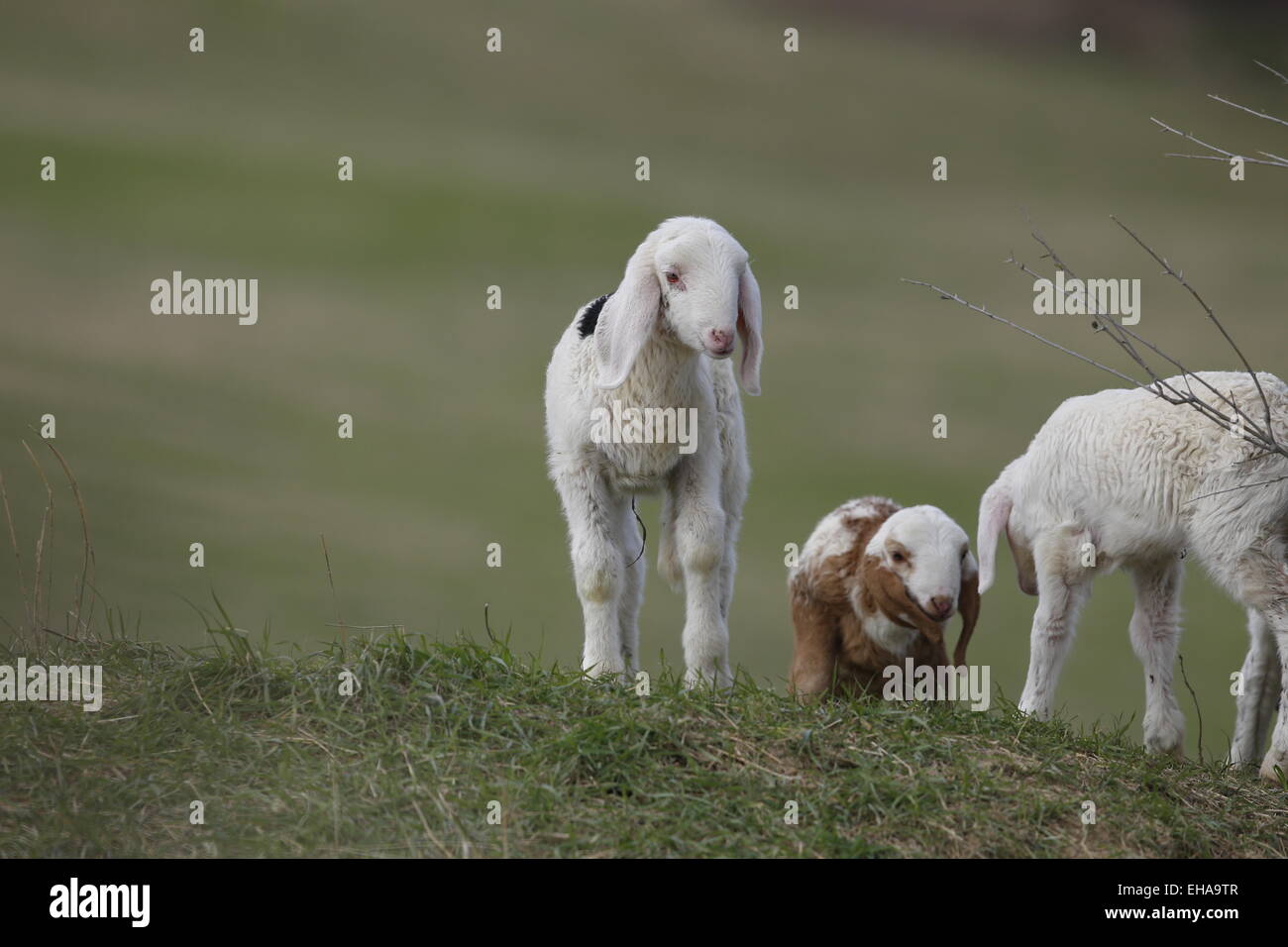 Adorable little lamb hi-res stock photography and images - Alamy