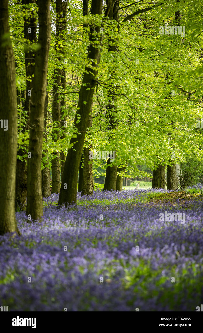 Ashridge woods hi-res stock photography and images - Alamy