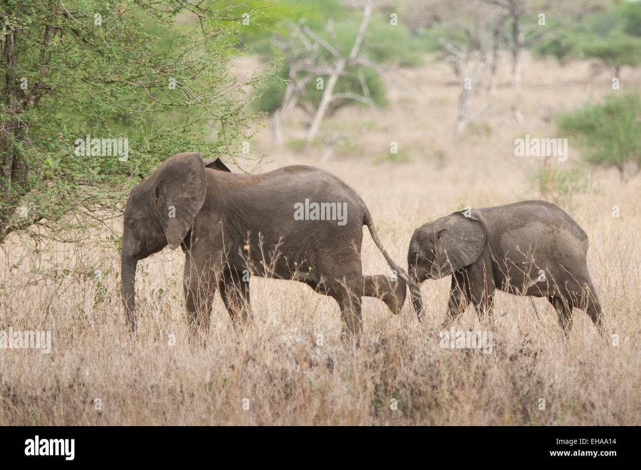 Two young elephants together Stock Photo - Alamy