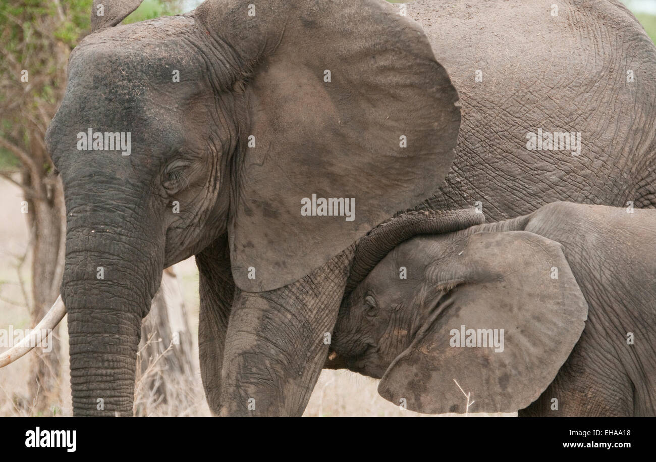 Baby elephant nursing hi-res stock photography and images - Alamy