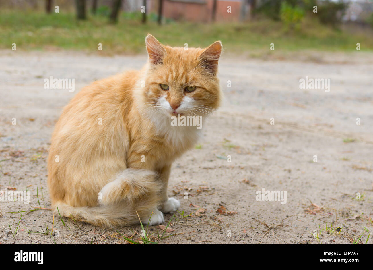 Cream tabby hi-res stock photography and images - Alamy